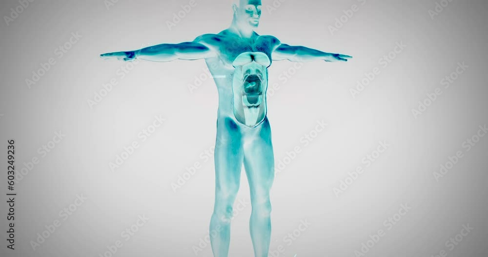 Human anatomy in augmented reality. Model displays whole structure and ...