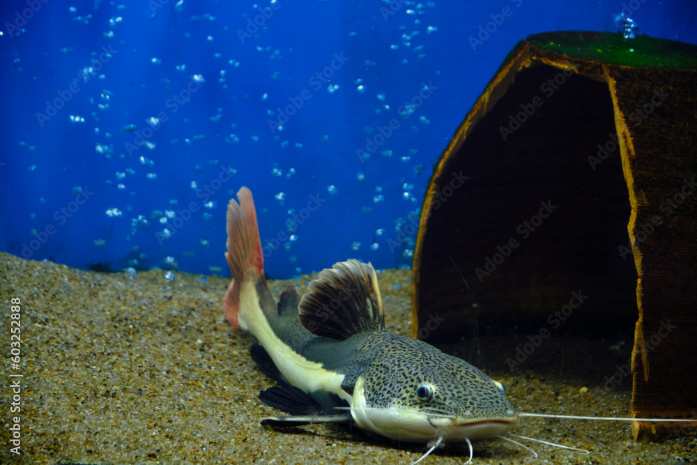 Flathead catfish lies sand at bottom aquarium with blue background ...