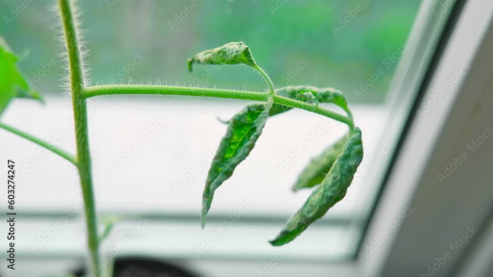 Leaf spot symptom. Dark spots and yellow surrounding region. Septoria ...