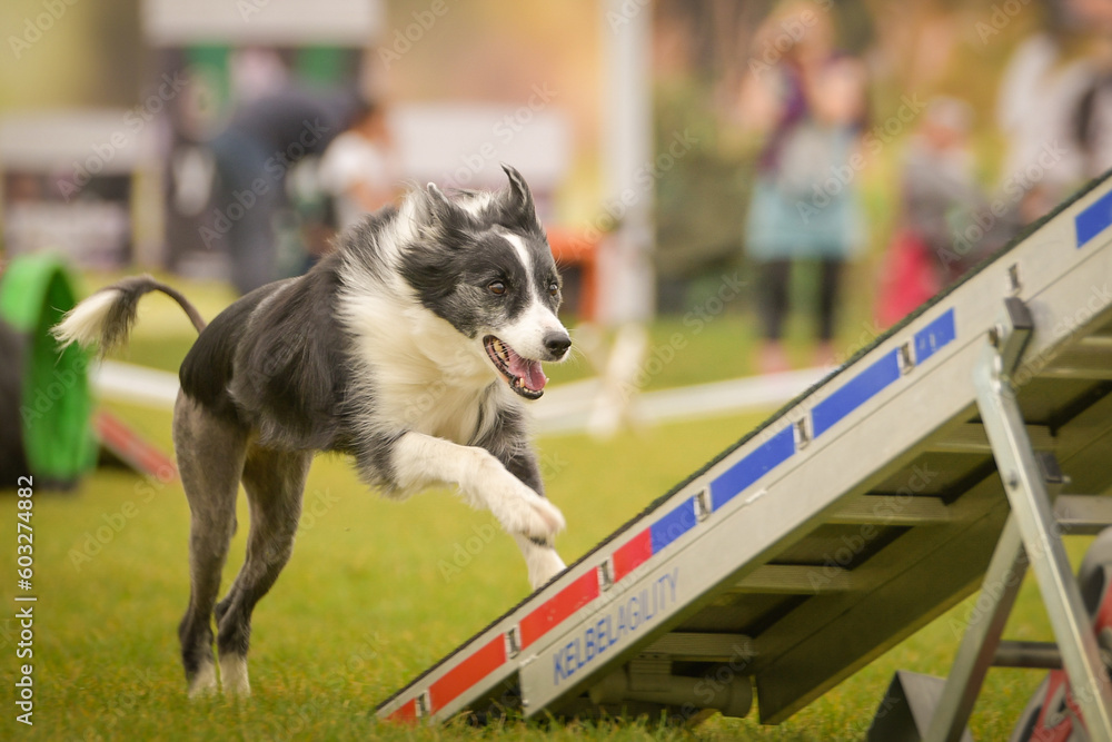 Dog is running on agility see-saw. She is so incredible dog on agility ...