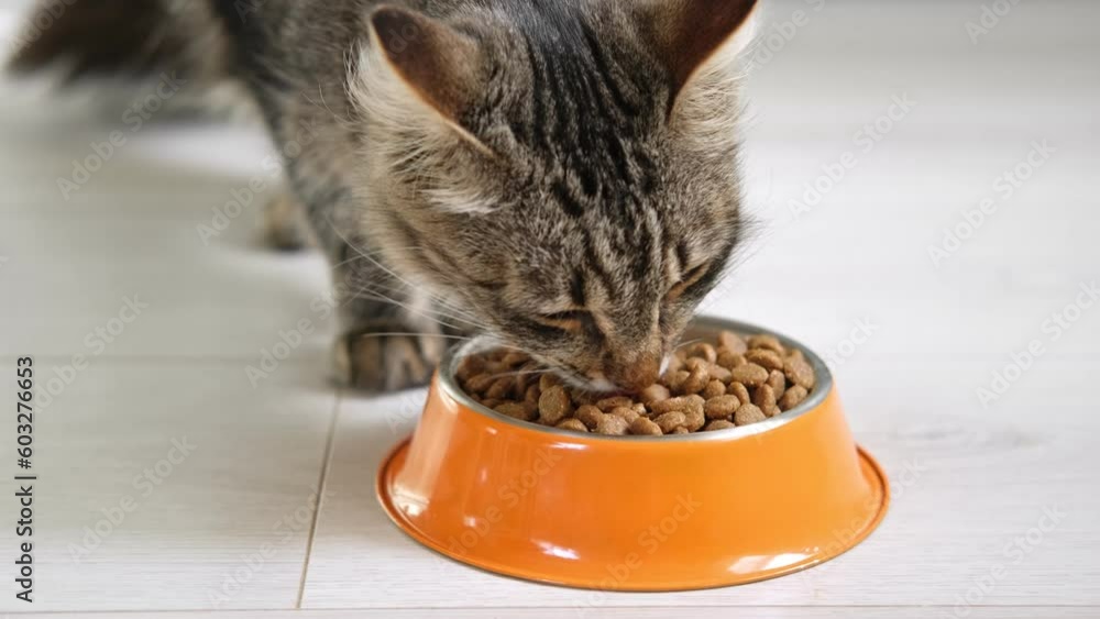 Cat Eating from Bowl. Young Cat Eats Food, Licking Tongue. Feline ...