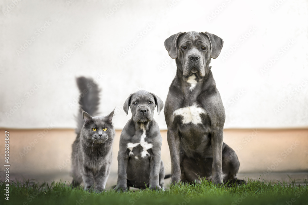 cane corso dog and puppy posing with a maine coon cat together outdoors ...