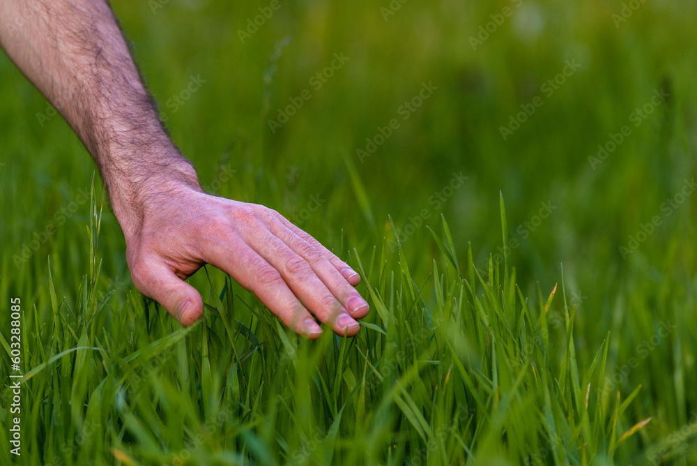 Foto de Closeup man hand inspecting green grass lawn, healthy tall ...