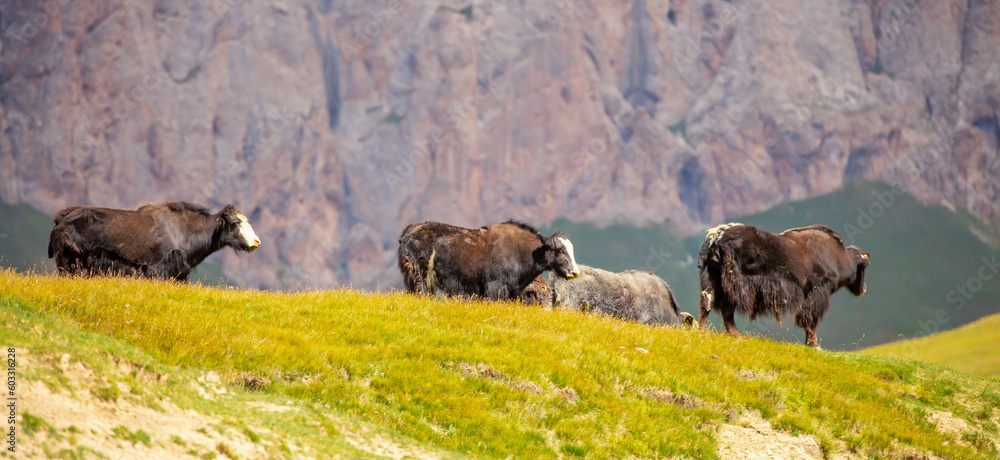 A herd of yaks graze in the mountains. Himalayan big yak in a beautiful ...