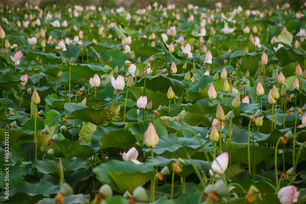 Lotus Flower farming plants in India, Nelumbo Nucifera, also known as ...