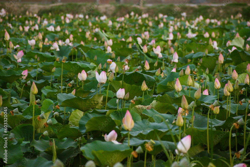 Lotus Flower farming plants in India, Nelumbo Nucifera, also known as ...