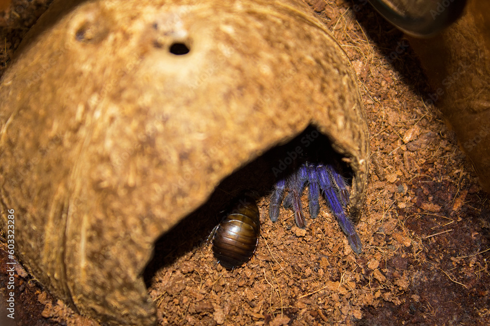 Brazilian blue tarantula (also known as Pterinopelma Sazimai) prepare ...
