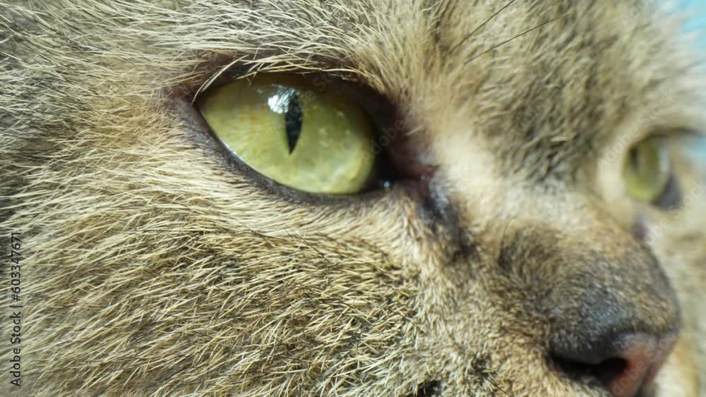 Enchanting cat eyes, captured in macro detail, unveil a kaleidoscope of ...