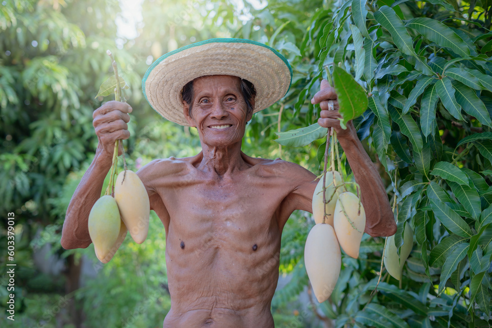 An Asian man who is poor farmer showing Mango Nam Dok Mai that he ...