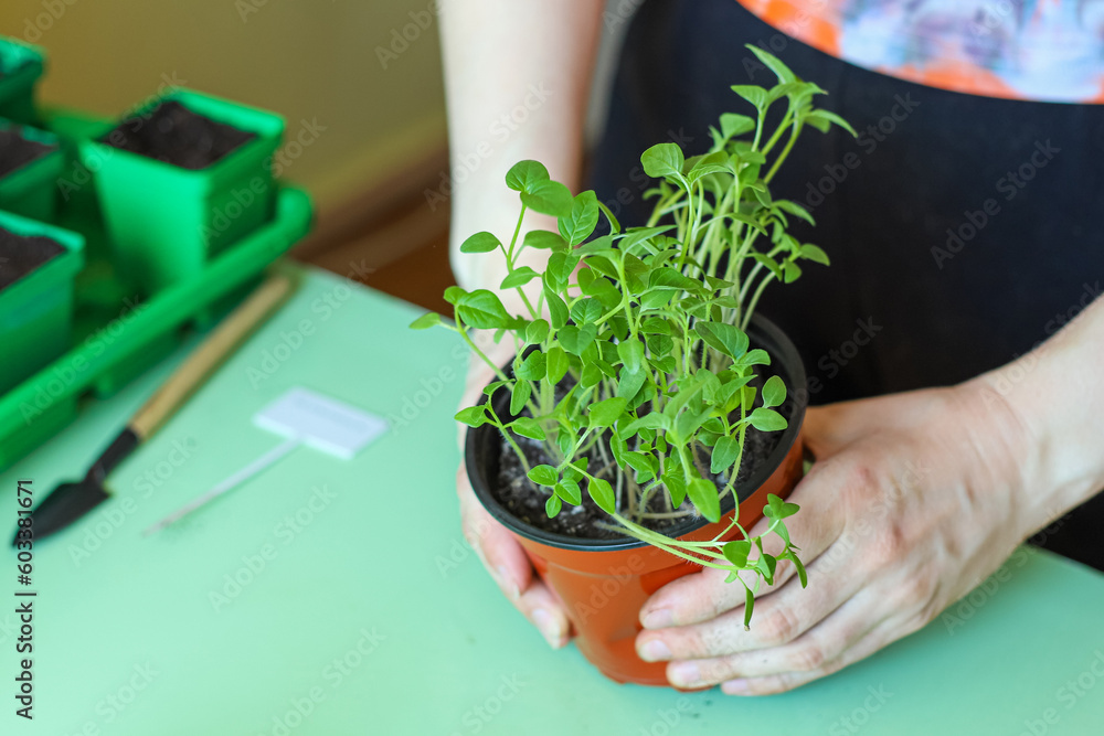 Transplanting seedlings growing together in one pot in seedling tray ...
