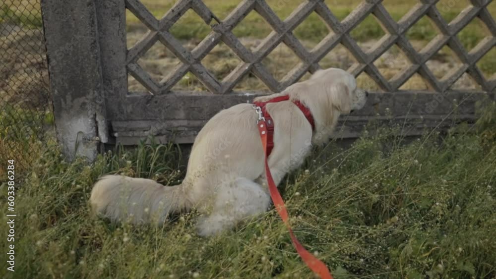 olden retriever pooping. Dog golden retriever pooping, golden retriever ...