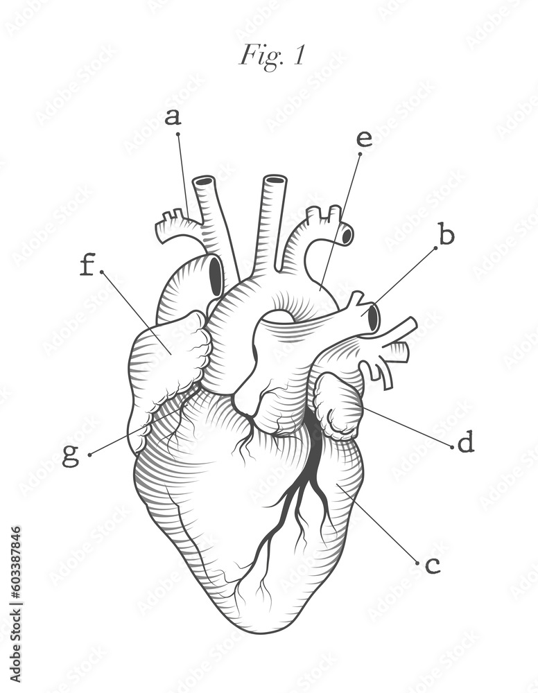 anatomical chart of human heart, anterior view, engraving modern style ...