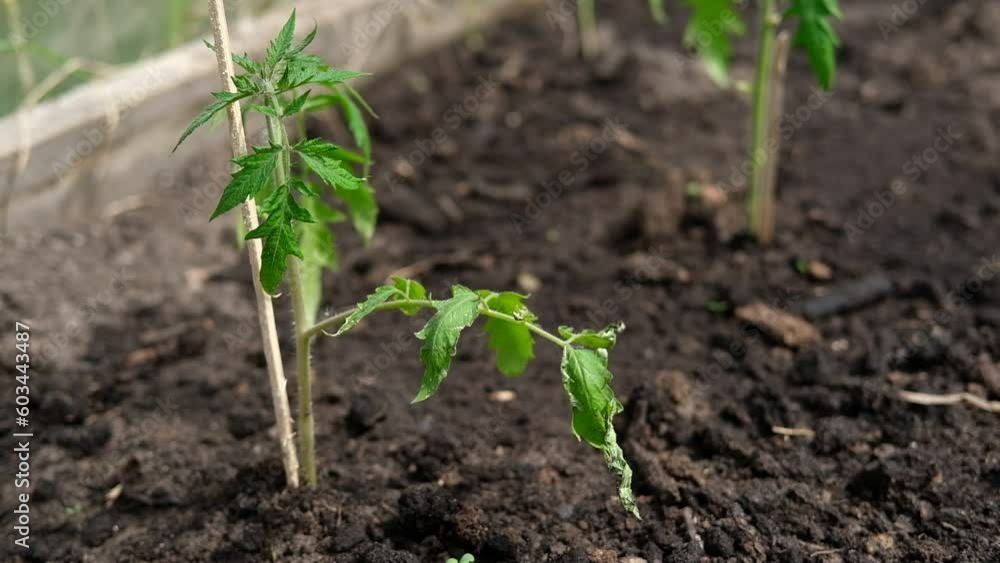 Leaf spot symptom. Dark spots and yellow surrounding region. Septoria ...