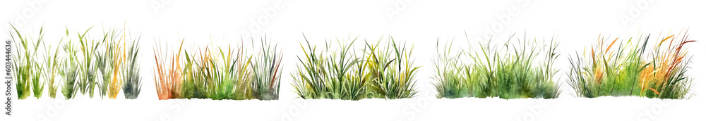 Long meadow grass collection painted with watercolor, set isolated on ...