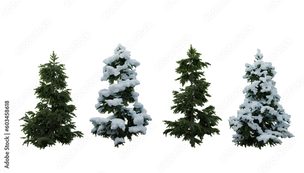 Cedar tree on transparent background. A distinctive and versatile ...