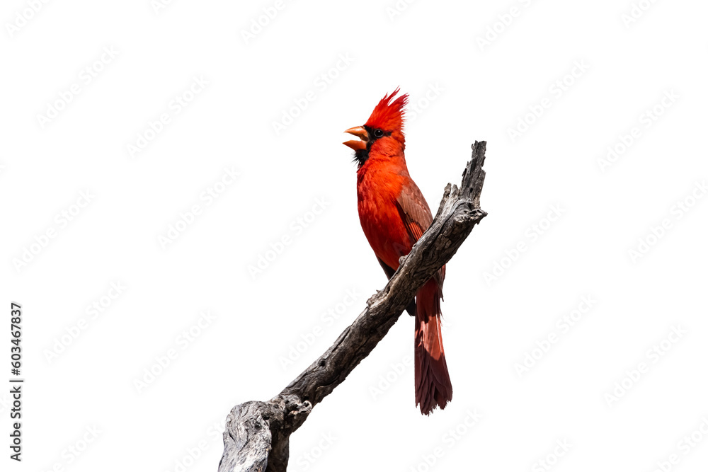 Northern Cardinal (Cardinalis cardinalis) Photo, Perched on a ...