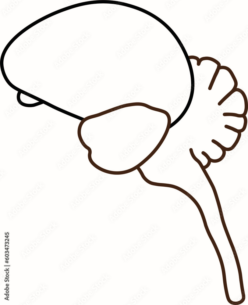 Passerine Avian Brain (Cerebrum, Midbrain, Cerebellum, Brain Stem ...