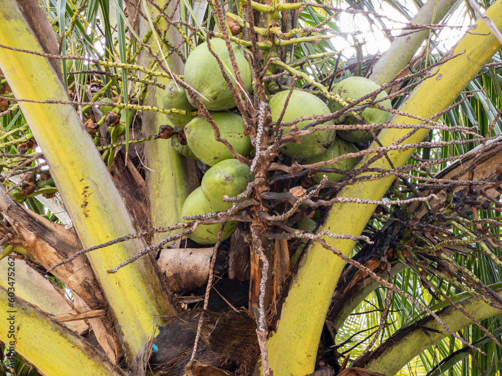 Green leaves and fruits of coconut, also known Cocos nucifera, hanging ...