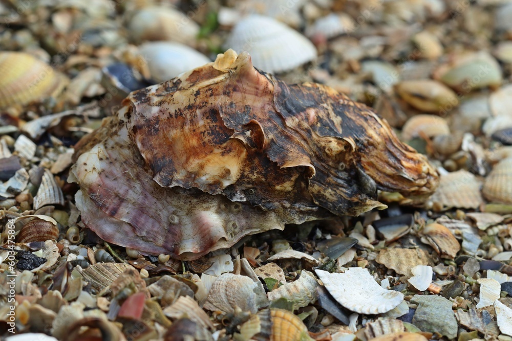 Pazifische Auster (Magallana gigas) im Nationalpark Wattenmeer Stock ...