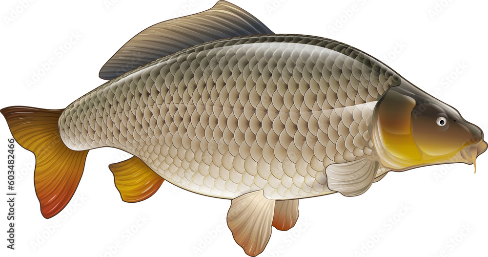Carp realistic illustration. Stock Illustration | Adobe Stock