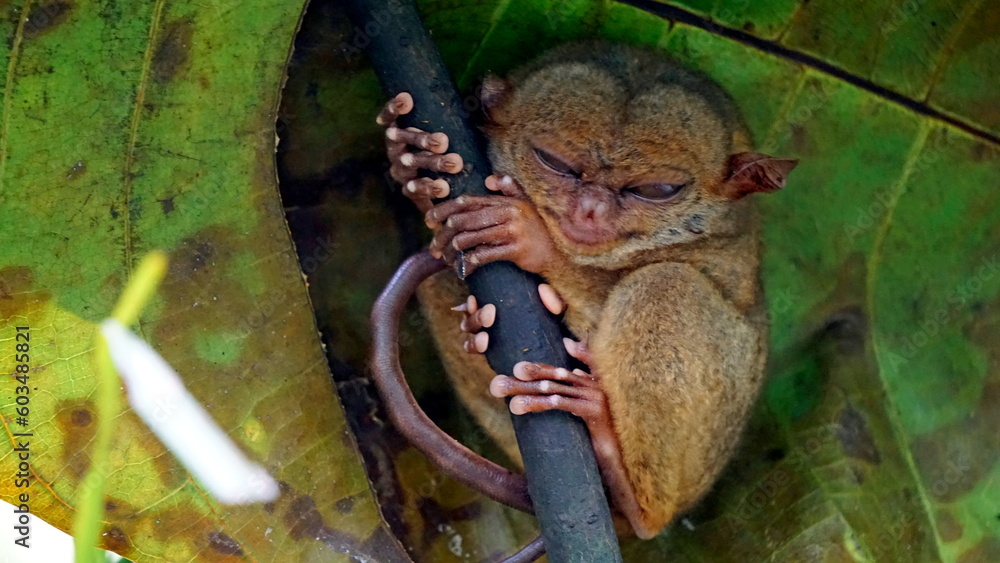Portrait of Tarsier monkey (Tarsius Syrichta) in natural jungle ...
