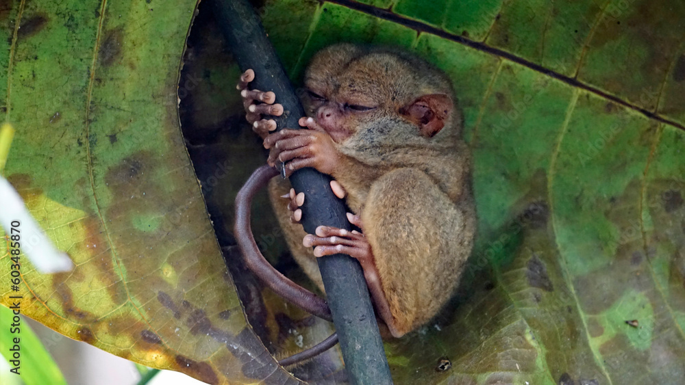 Portrait of Tarsier monkey (Tarsius Syrichta) in natural jungle ...