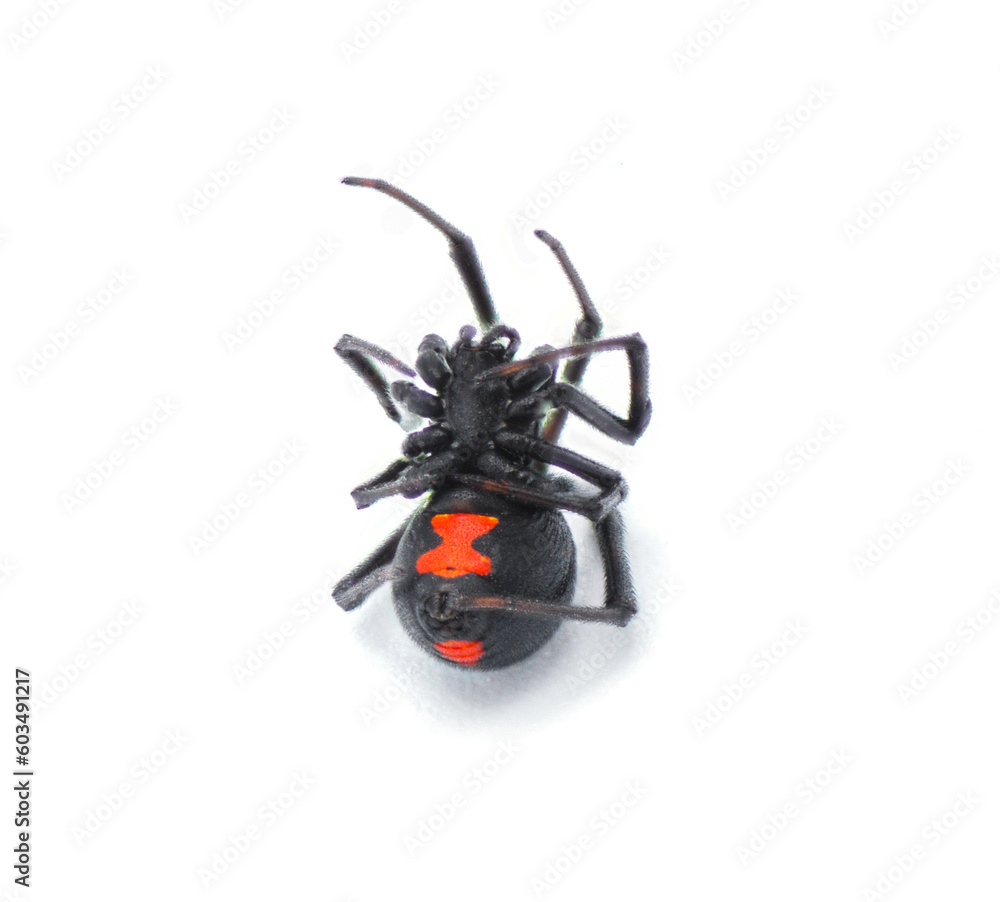Latrodectus mactans - southern black widow or the shoe button spider ...