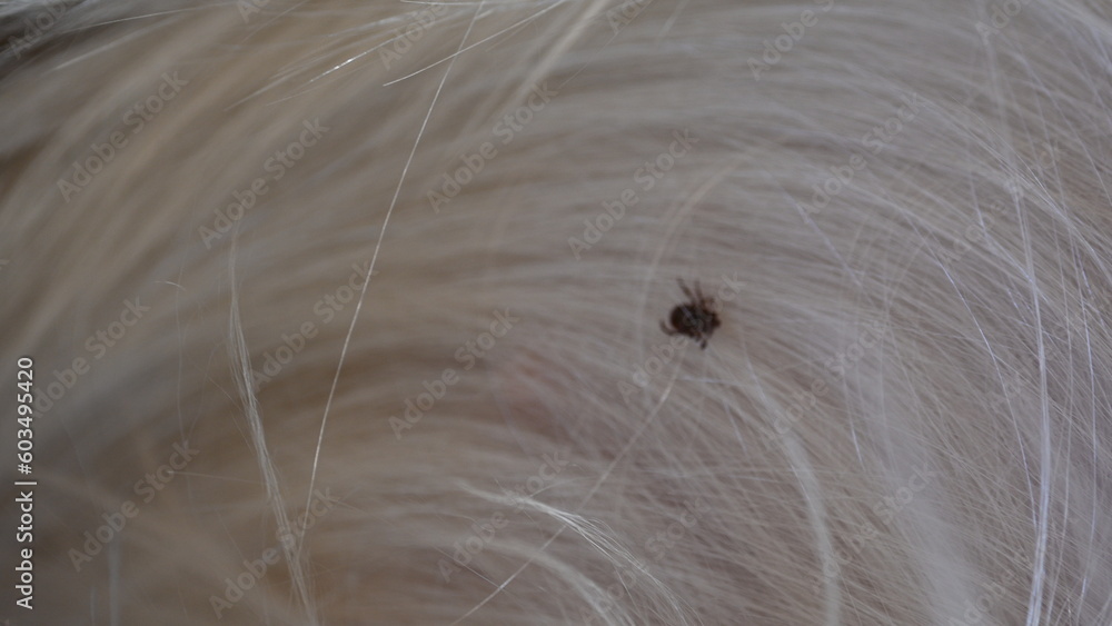 black tick on the white coat of a dog, tick bite to a dog, treatment of ...