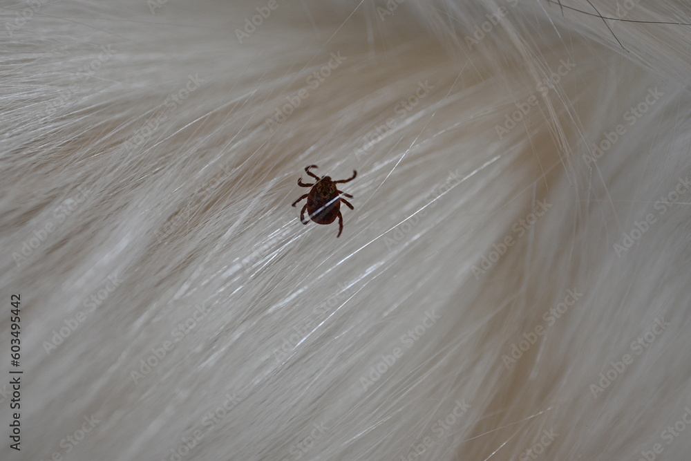 black tick on the white coat of a dog, tick bite to a dog, treatment of ...