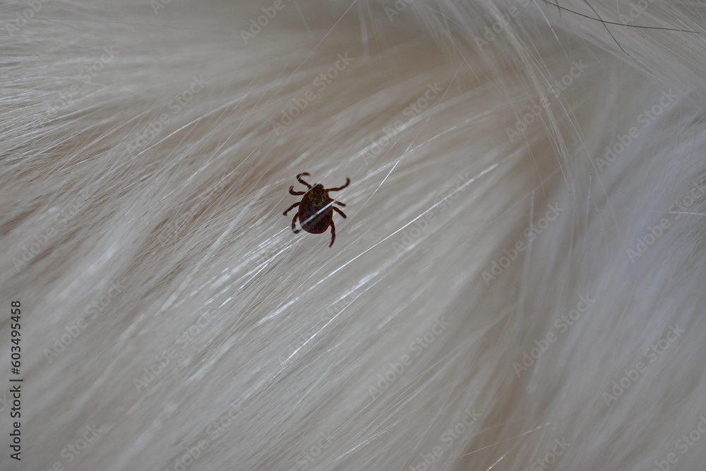 black tick on the white coat of a dog, tick bite to a dog, treatment of ...