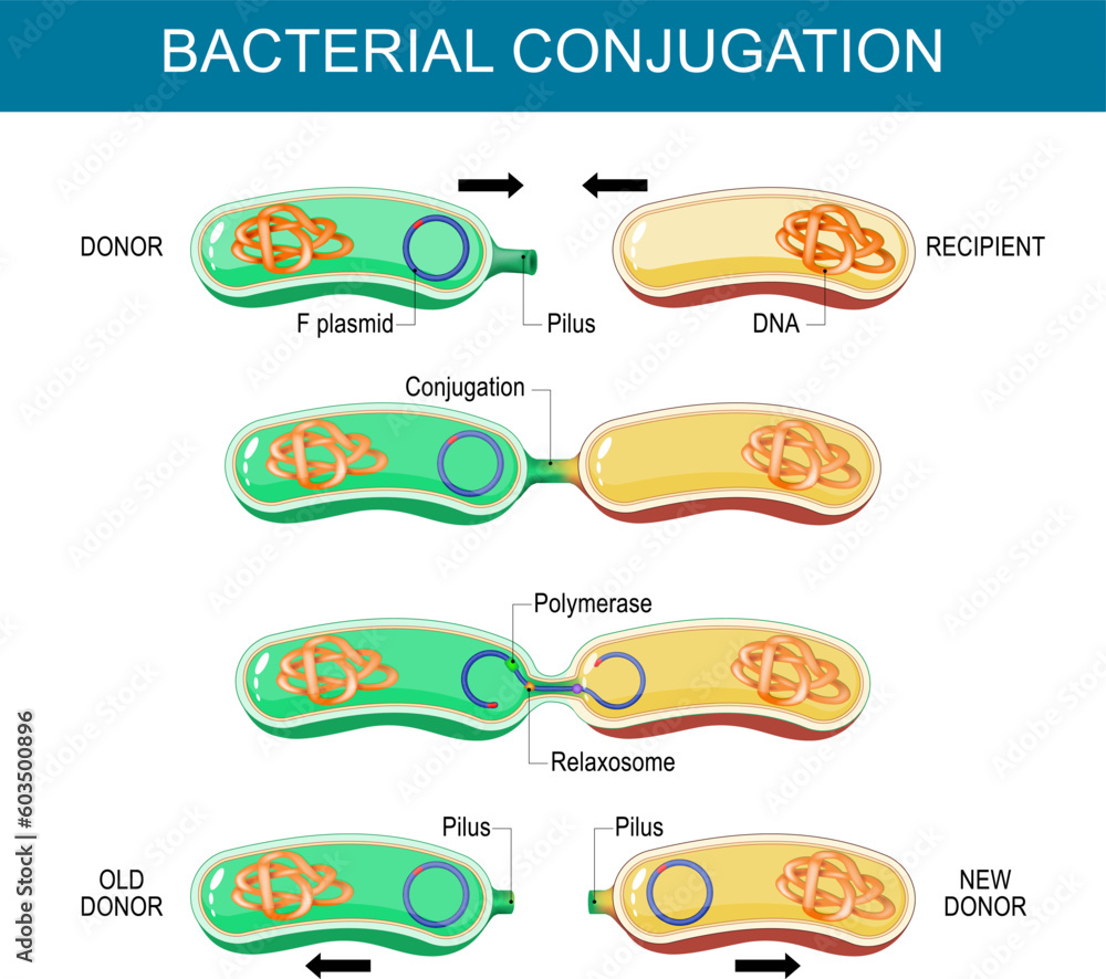 Poster Bacterial Conjugation. Horizontal gene transfer – Wall Art ...