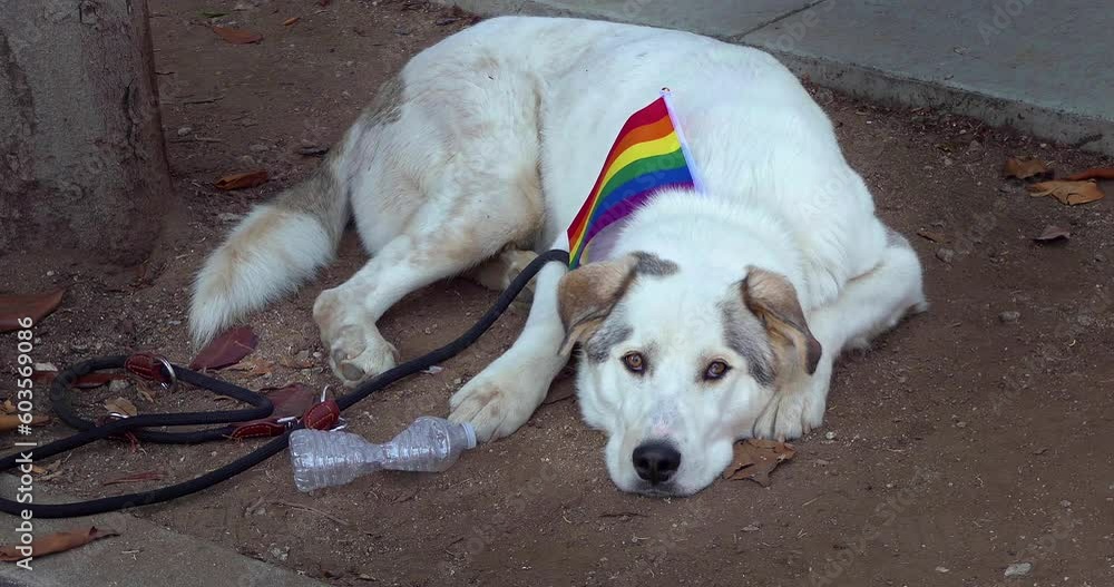 Dog laying down with a rainbow flag during the annual LGBT gay and ...