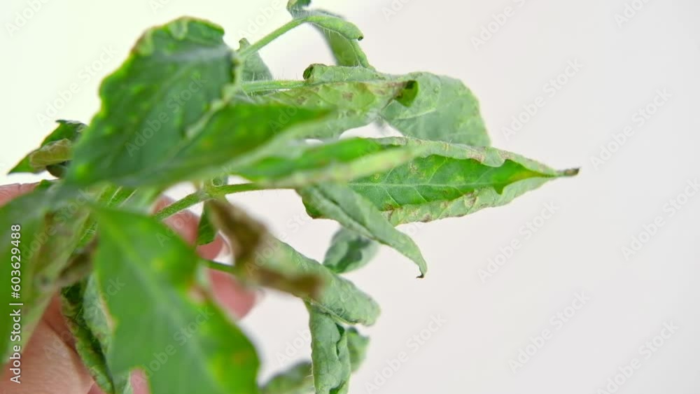 Leaf spot symptom. Dark spots and yellow surrounding region. Septoria ...