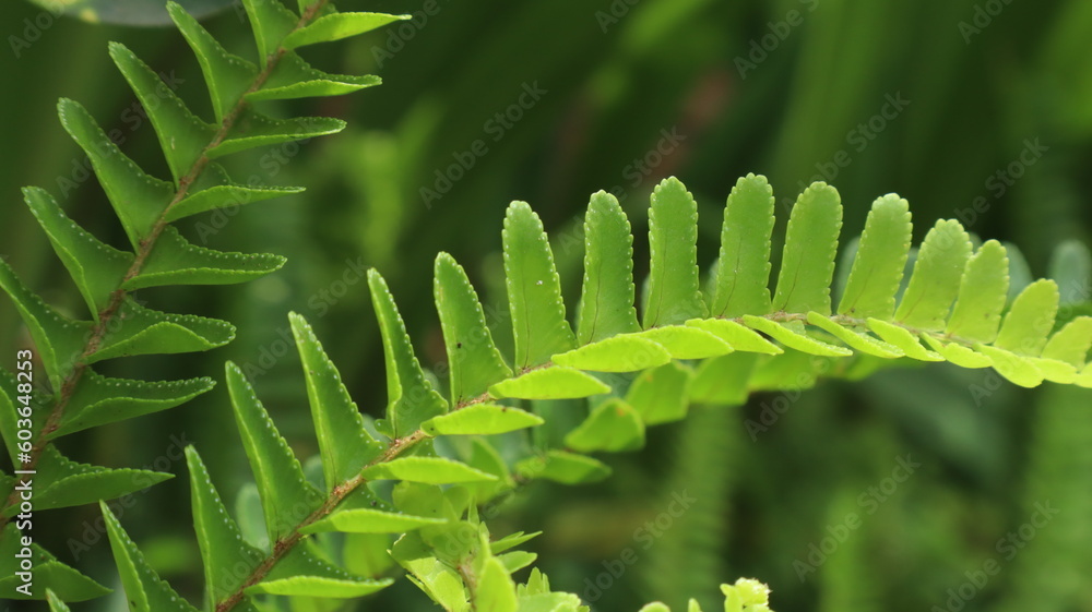 True ferns are included in the division of Pteridophyta ferns also ...