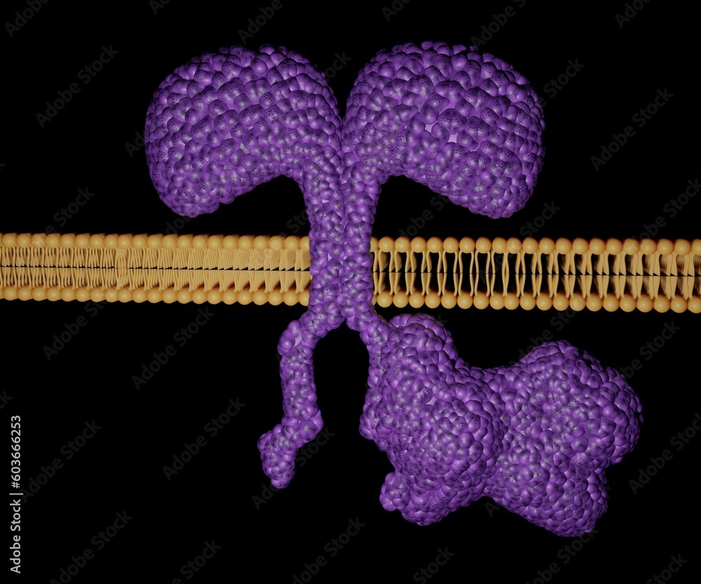 model of a chimeric antigen receptor is composed of a single-chain ...