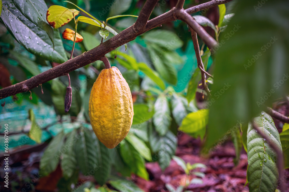 Yellow Cocoa pods grow on trees. The cocoa tree ( Theobroma cacao ...