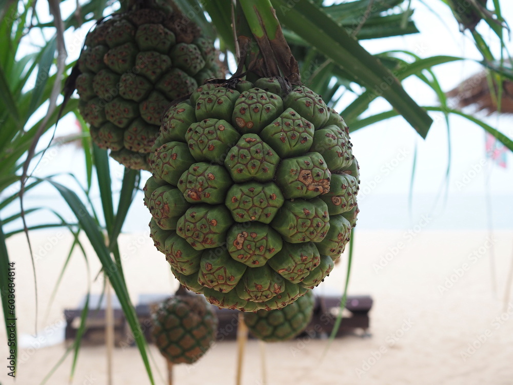 Poster Raw fruit have green hanging on tree of Seashore screwpine ...