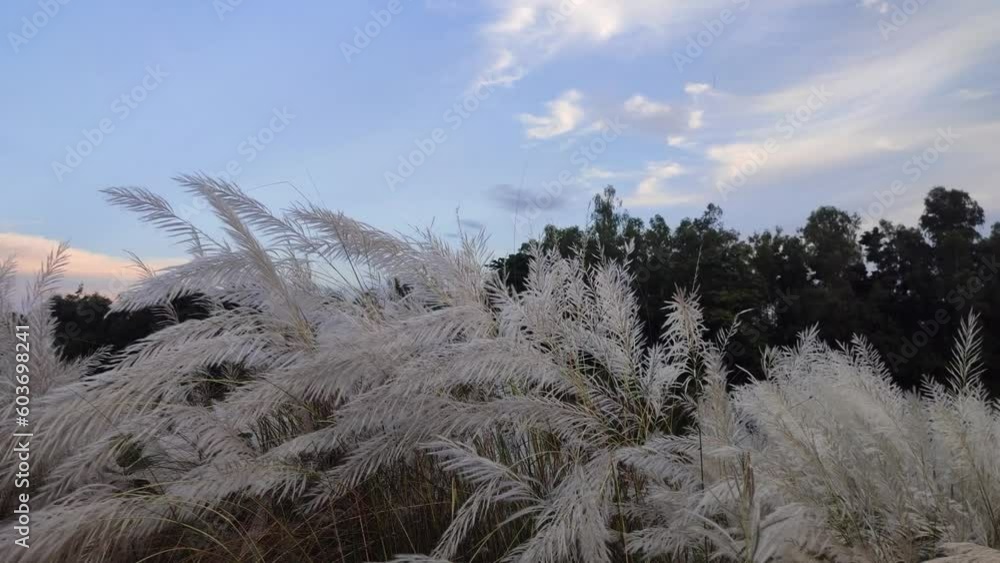 Saccharum spontaneum. Also known as Fodder Cane, WildSugarcane, Wild ...