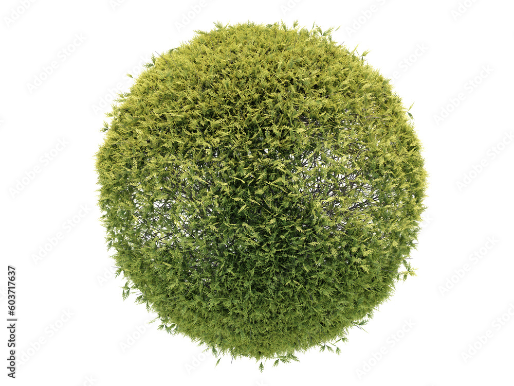 Thuja Top View Shrub Bush Stock Illustration | Adobe Stock
