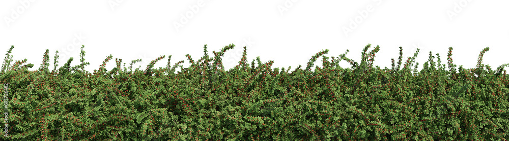 Evergreen Shrubs and plants in nature, Trees on garden in springtime ...