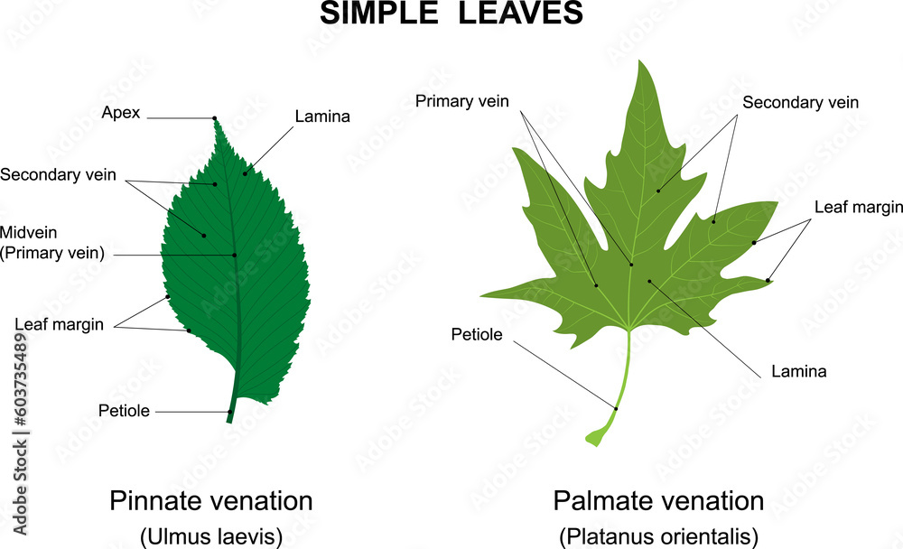 Simple Leaves Examples With Names Labelled Diagram Simple Leaf With simple-leaves-examples-with-names-labelled-diagram-simple-leaf-with