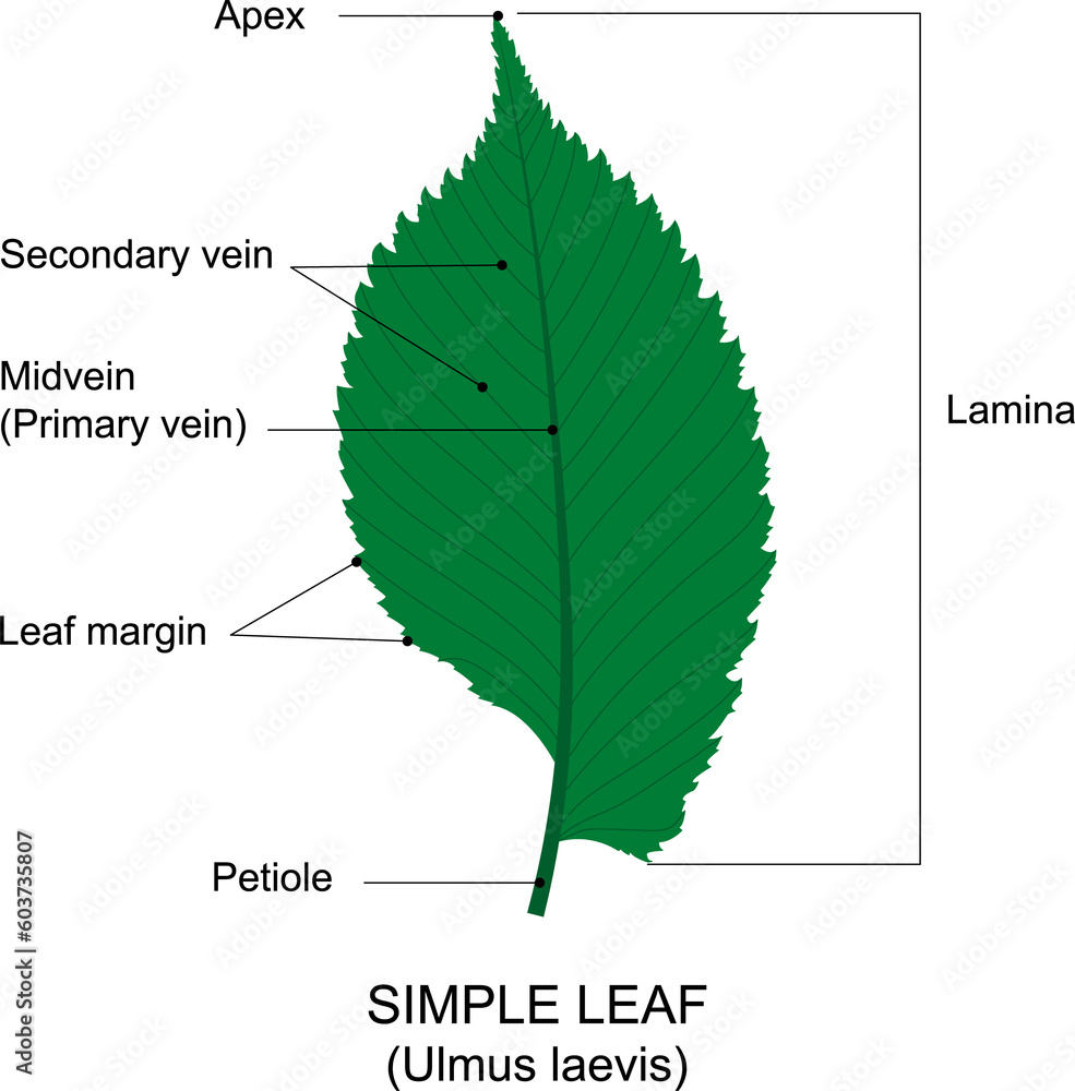 Simple Leaf Example Labelled Diagram Simple Leaf With Pinnate simple-leaf-example-labelled-diagram-simple-leaf-with-pinnate