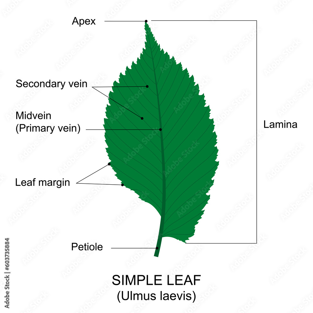 Simple Leaf Example Labelled Diagram Simple Leaf With Pinnate simple-leaf-example-labelled-diagram-simple-leaf-with-pinnate
