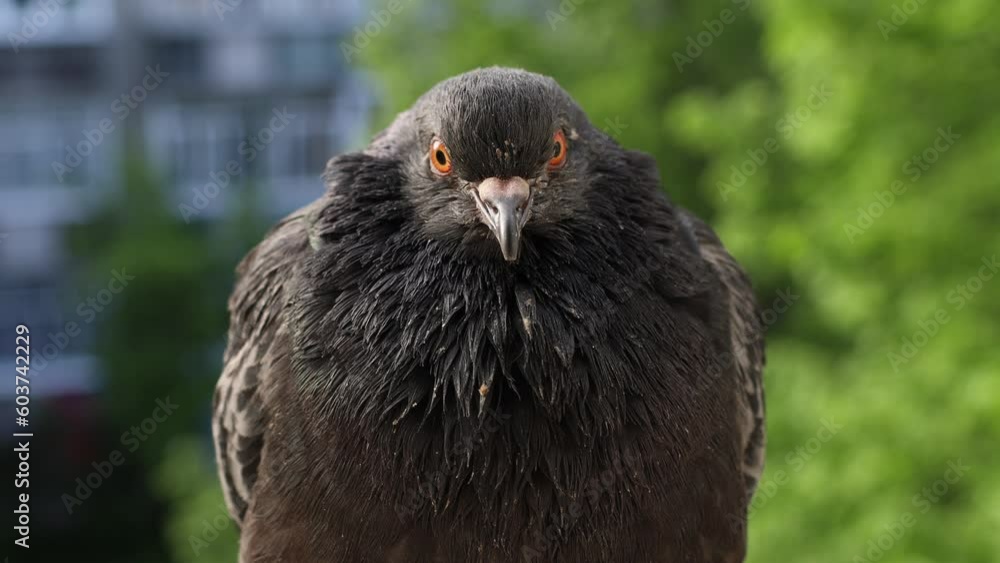 Angry pigeon closeup portrait, bird on the window, rainy day, pigeon ...