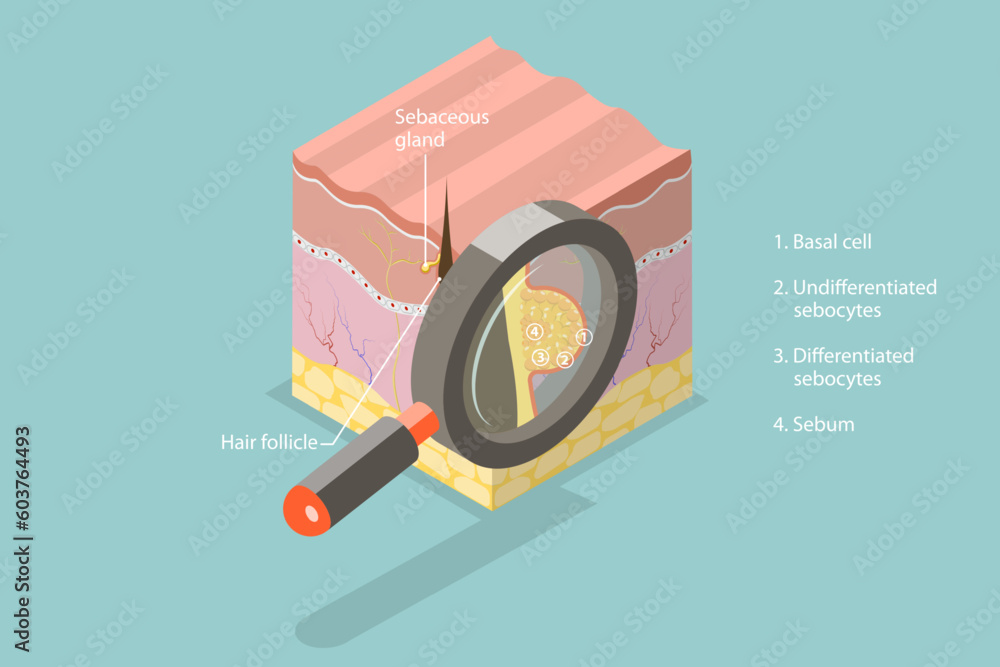 3D Isometric Flat Vector Conceptual Illustration of Sebaceous Gland ...
