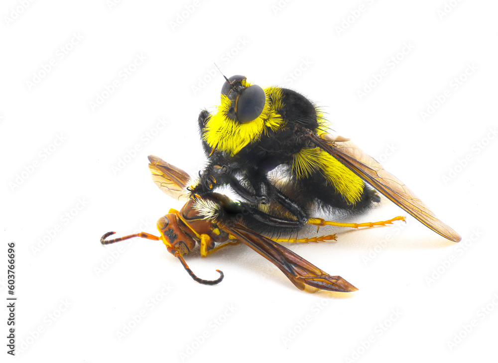 Bee killer robber fly on top of a paper wasp. Southern bee killer ...
