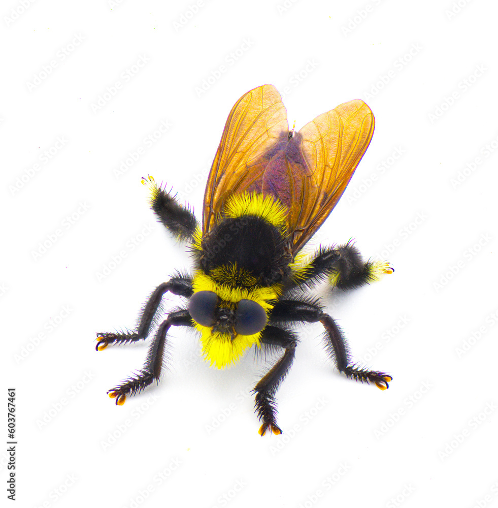 Beautiful southern bee killer robber fly - Mallophora orcina - large ...