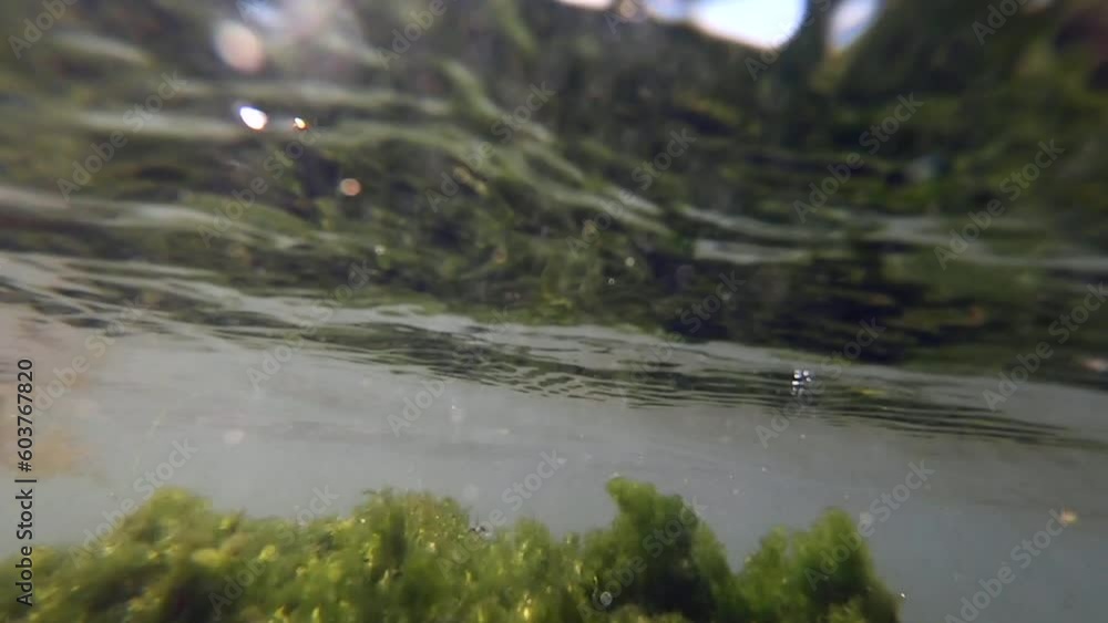 Green algae in transparent water swaying from ebb and flow of sea wave ...