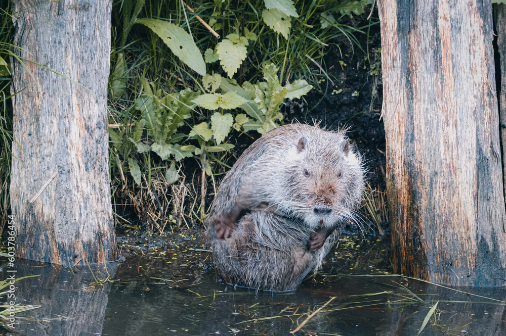 Grey female nutria (Myocastor coypus) looks into a camera. Grey nutria ...