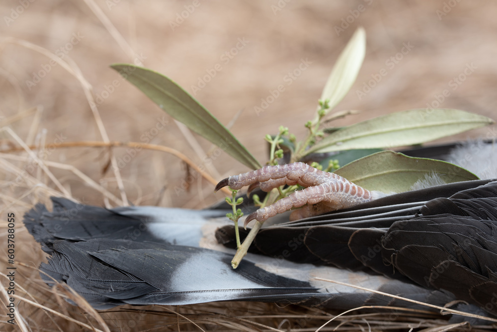 Detail of a dead pigeon holding an olive branch in its claws. The dove ...